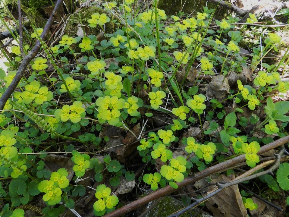 Chrysosplenium alternifolium – kevätlinnunsilmä | Pohjolan kasvien ...