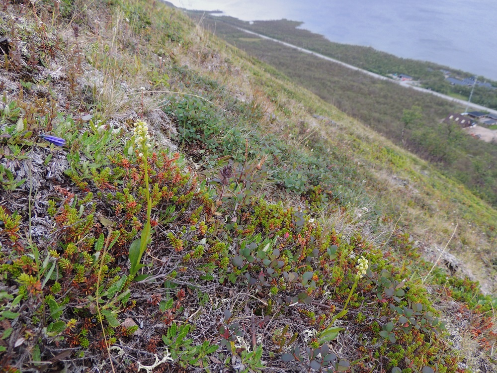 Pseudorchis straminea – tunturivalkokämmekkä | Pohjolan kasvien pauloissa