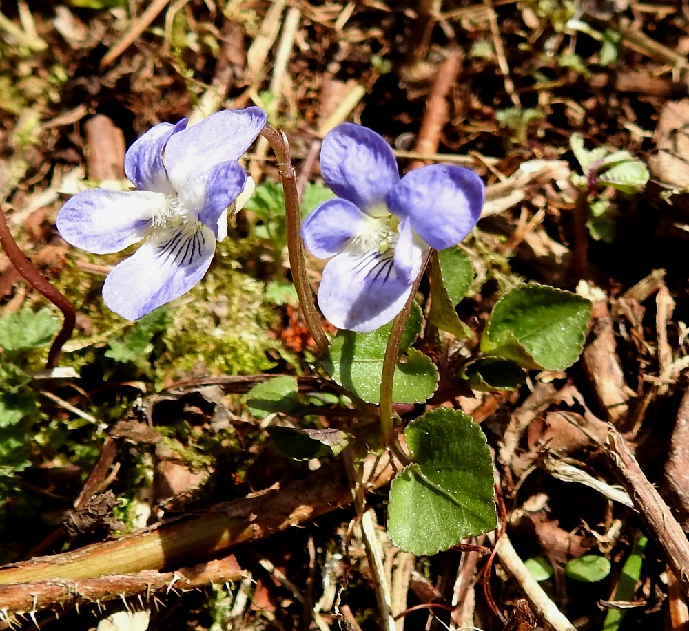 Viola rupestris subsp. rupestris – hietaorvokki subsp ...