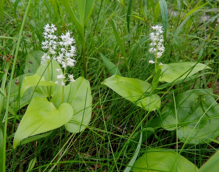 Maianthemum bifolium – oravanmarja, metsäoravanmarja | Pohjolan kasvien ...