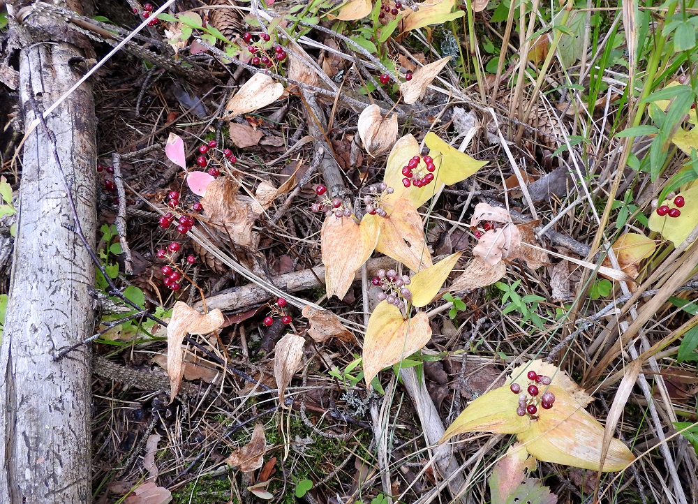 Maianthemum bifolium – oravanmarja, metsäoravanmarja | Pohjolan kasvien ...