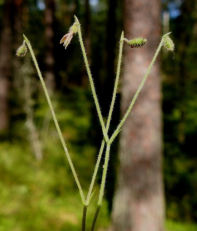 Linnaea borealis – vanamo | Pohjolan kasvien pauloissa
