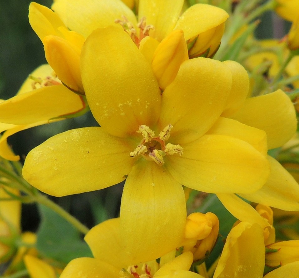 Lysimachia vulgaris – ranta-alpi | Pohjolan kasvien pauloissa