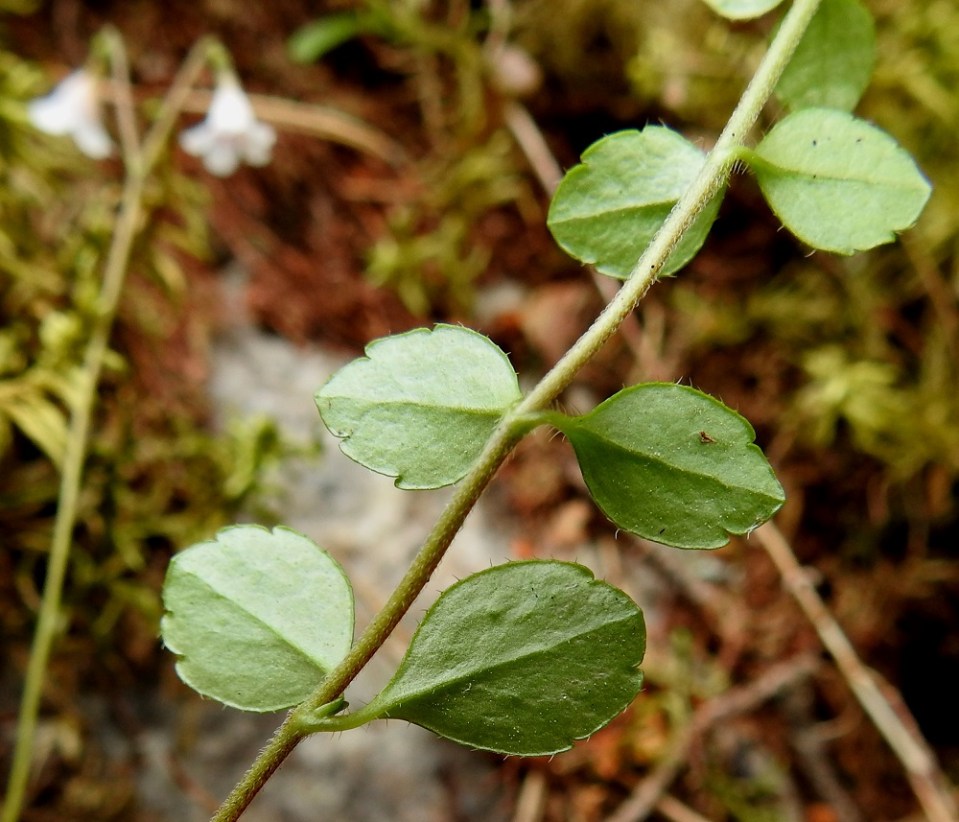 Linnaea borealis – vanamo | Pohjolan kasvien pauloissa