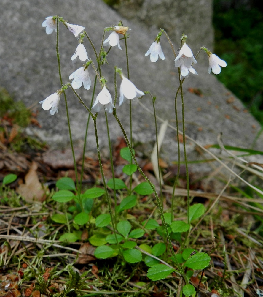 Linnaea borealis – vanamo | Pohjolan kasvien pauloissa