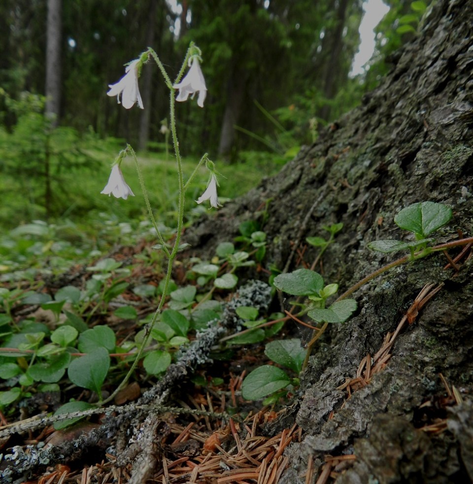Linnaea borealis – vanamo | Pohjolan kasvien pauloissa