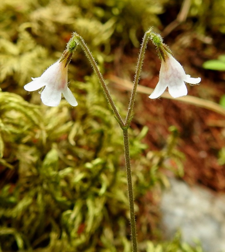 Linnaea borealis – vanamo | Pohjolan kasvien pauloissa