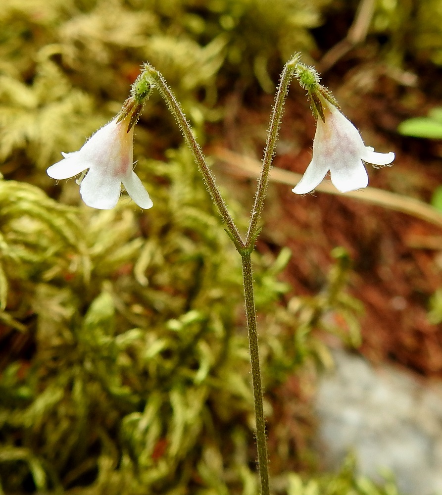 Linnaea borealis – vanamo | Pohjolan kasvien pauloissa