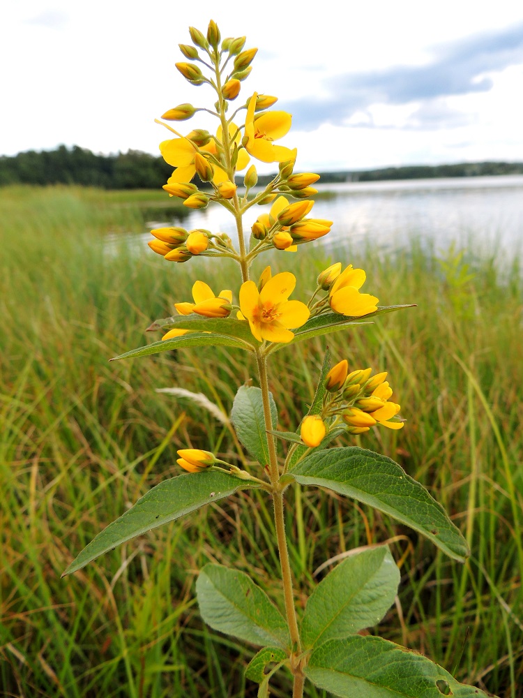 Lysimachia vulgaris – ranta-alpi | Pohjolan kasvien pauloissa