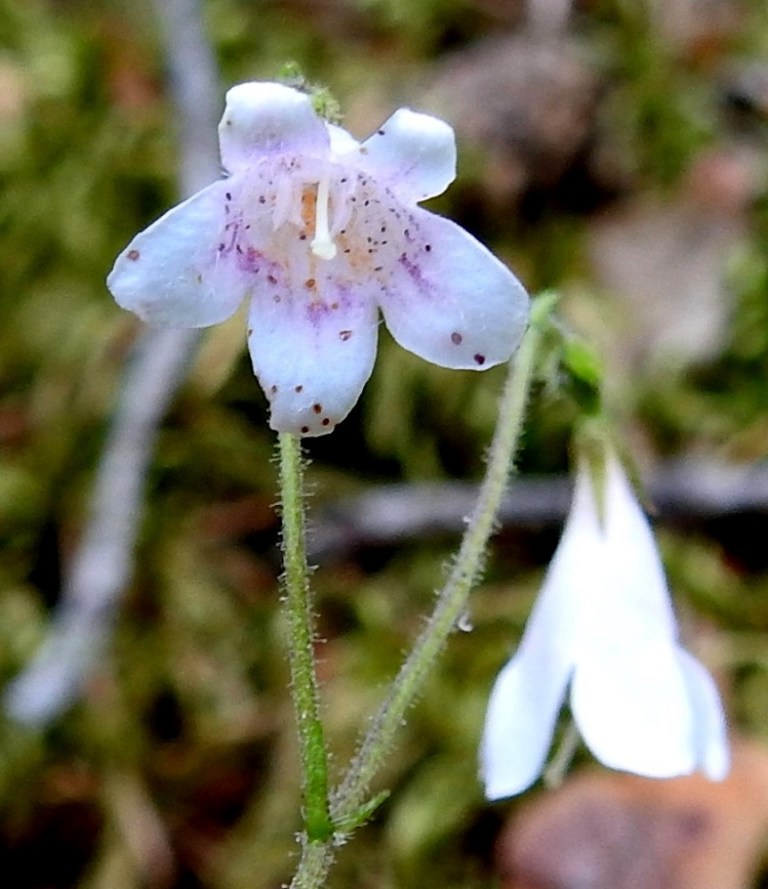 Linnaea borealis – vanamo | Pohjolan kasvien pauloissa