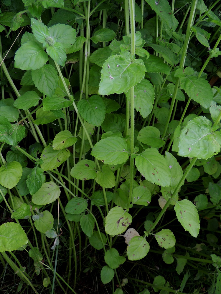 Mentha aquatica subsp. aquatica – vesiminttu subsp. purovesiminttu ...