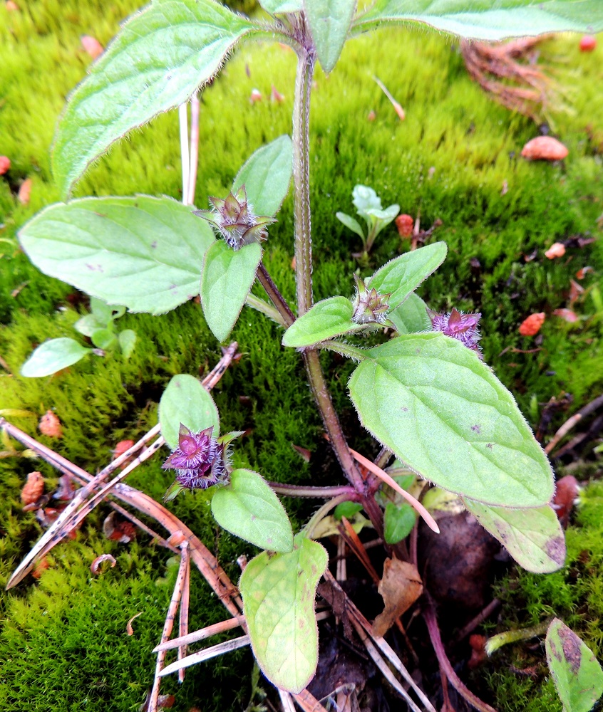 Prunella vulgaris – niittyhumala, ahoniittyhumala | Pohjolan kasvien ...