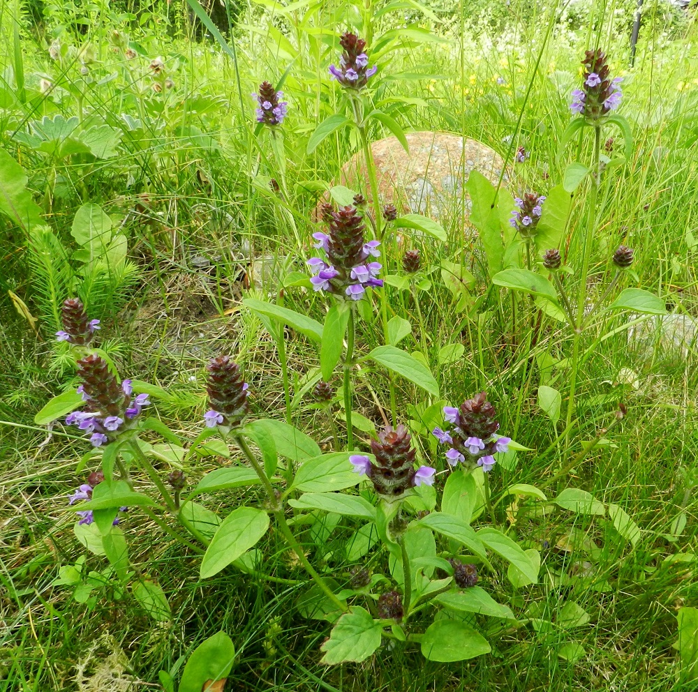 Prunella vulgaris – niittyhumala, ahoniittyhumala | Pohjolan kasvien ...