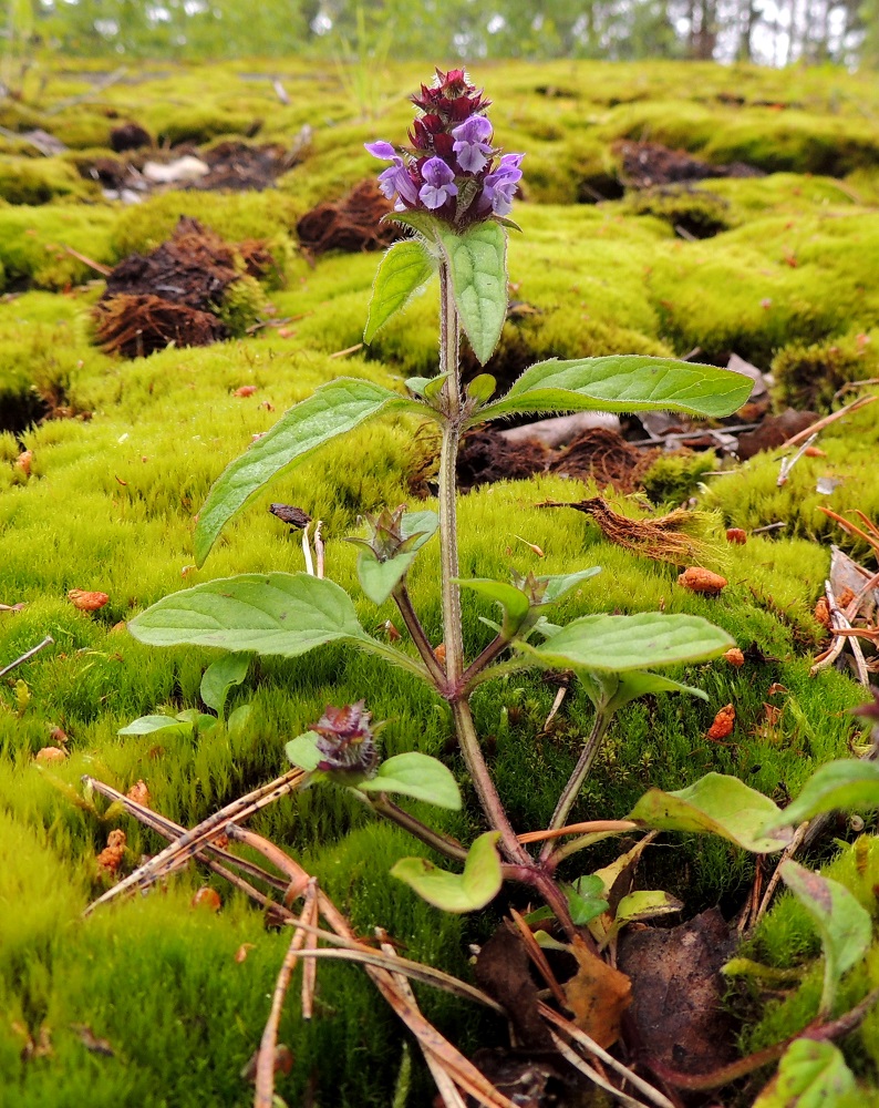 Prunella vulgaris – niittyhumala, ahoniittyhumala | Pohjolan kasvien ...