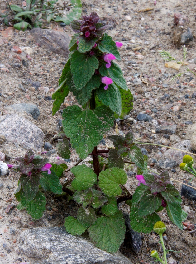 Lamium purpureum – punapeippi | Pohjolan kasvien pauloissa