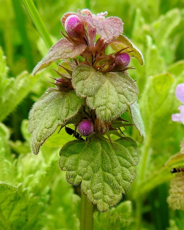 Lamium purpureum – punapeippi | Pohjolan kasvien pauloissa