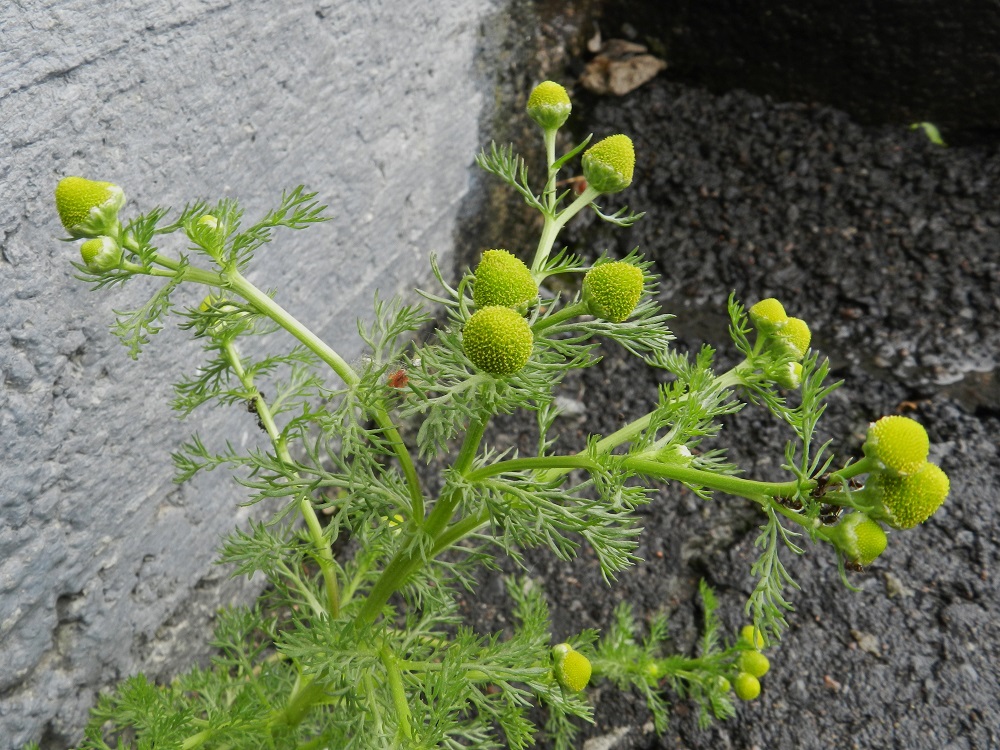 Matricaria discoidea – pihasaunio | Pohjolan kasvien pauloissa