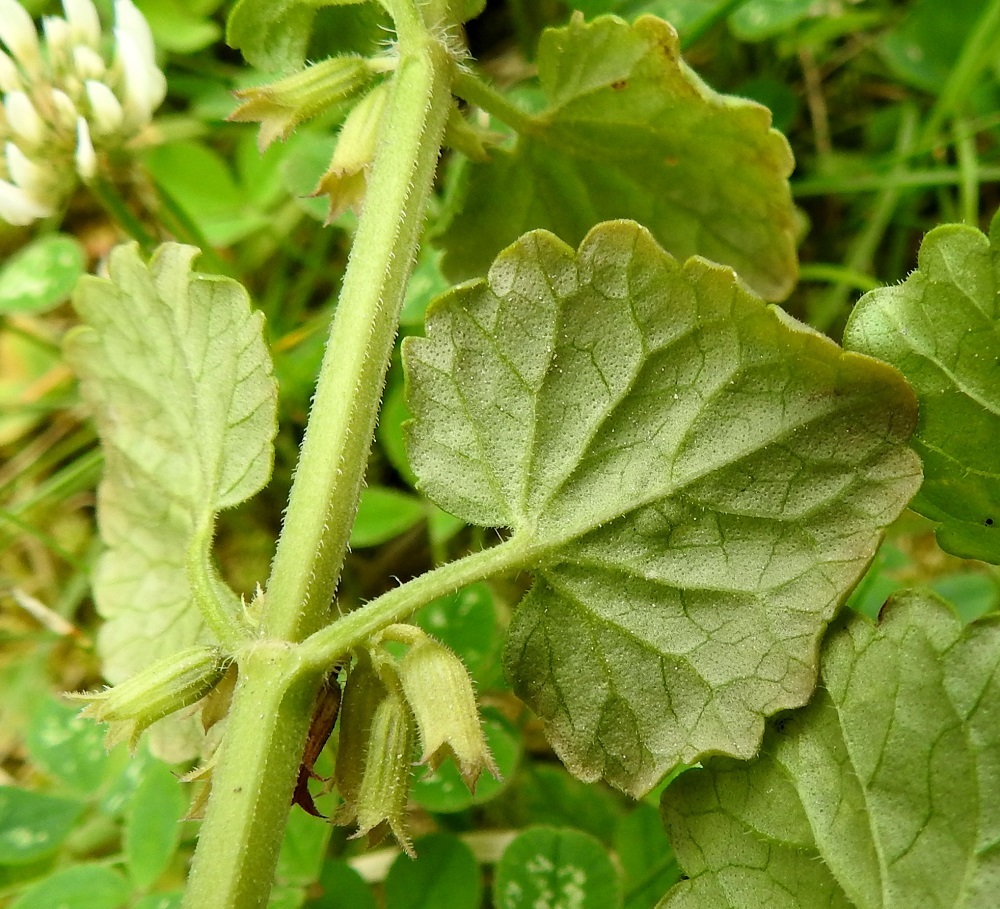 Glechoma hederacea – maahumala, rohtomaahumala | Pohjolan kasvien pauloissa