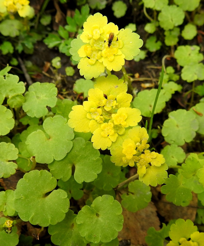 Chrysosplenium alternifolium – kevätlinnunsilmä | Pohjolan kasvien ...