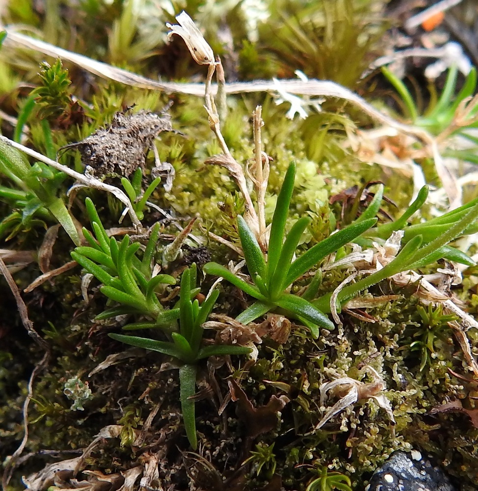 Cherleria biflora – lapinnätä | Pohjolan kasvien pauloissa