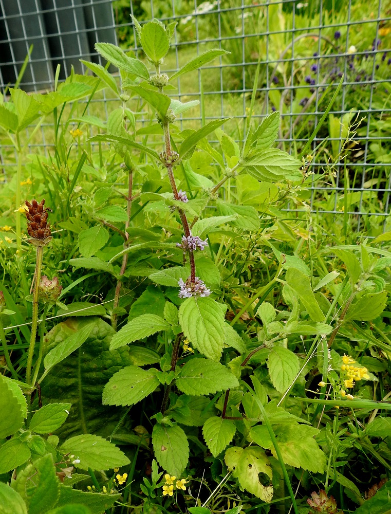 Mentha xgracilis – jalominttu | Pohjolan kasvien pauloissa