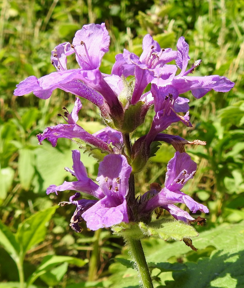 Betonica macrantha – jalopähkämö | Pohjolan kasvien pauloissa