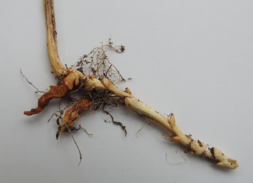 Cardamine bulbifera – hammasjuuri | Pohjolan kasvien pauloissa