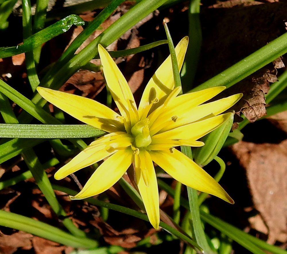 Gagea pratensis – puistokäenrieska | Pohjolan kasvien pauloissa
