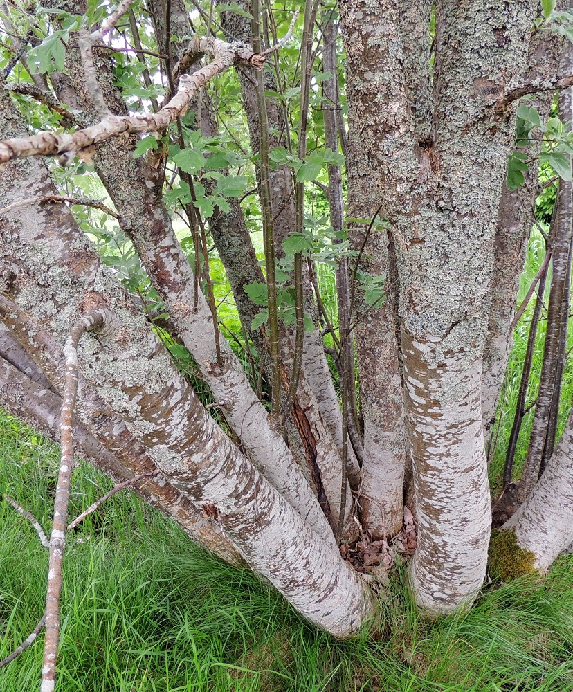 Hedlundia hybrida – suomenpihlaja | Pohjolan kasvien pauloissa