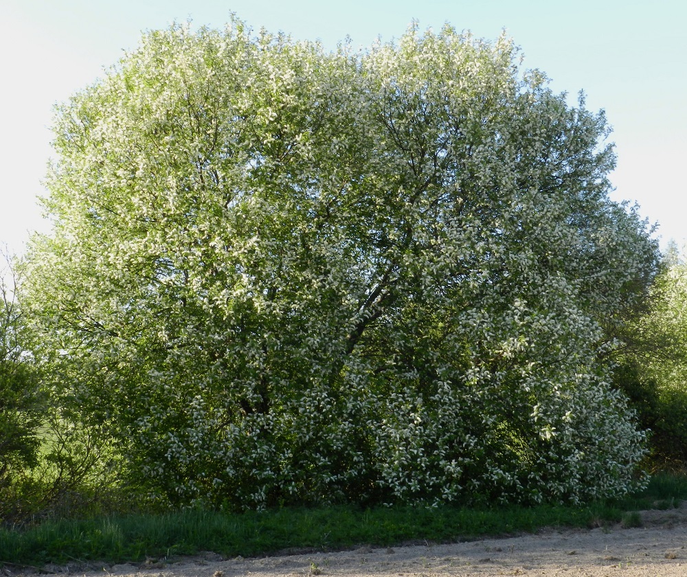 Prunus padus subsp. padus – lehtotuomi subsp. etelänlehtotuomi ...