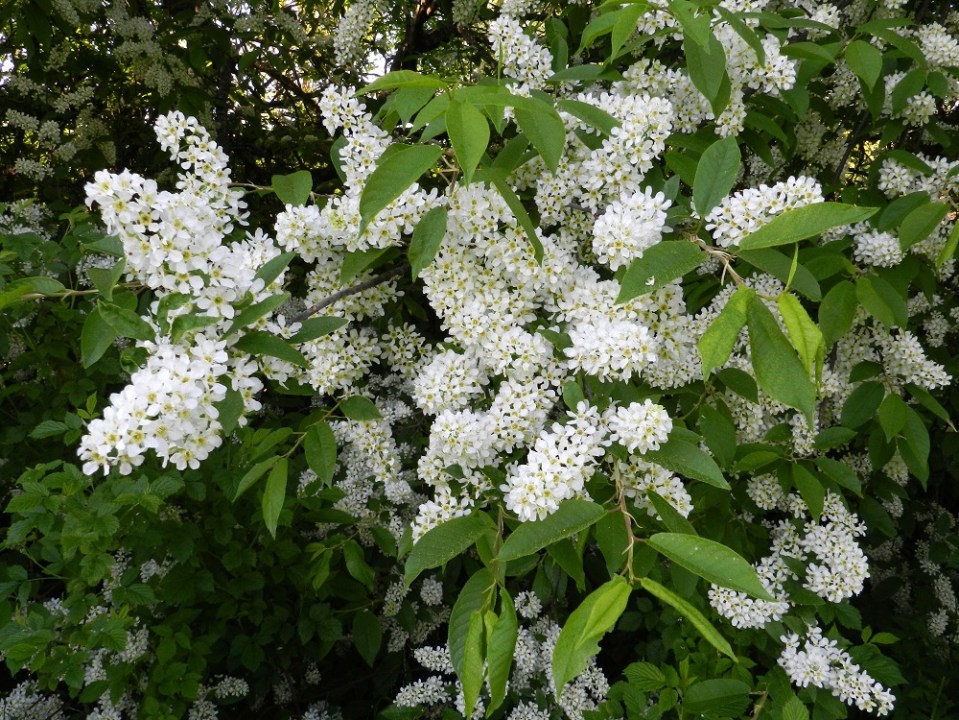 Prunus padus subsp. padus – lehtotuomi subsp. etelänlehtotuomi ...