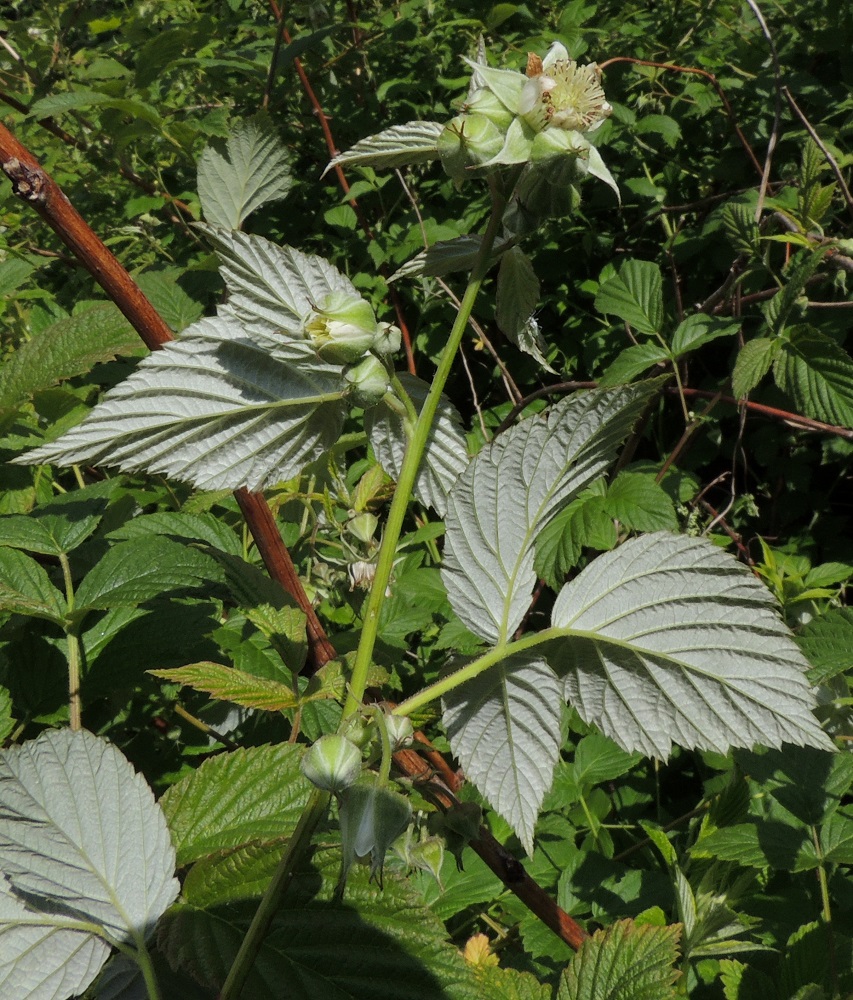 Rubus idaeus – vadelma, punavadelma | Pohjolan kasvien pauloissa