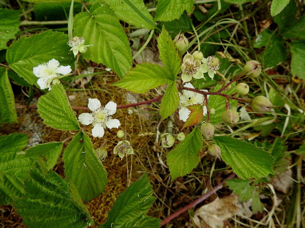 Rubus caesius – sinivatukka | Pohjolan kasvien pauloissa