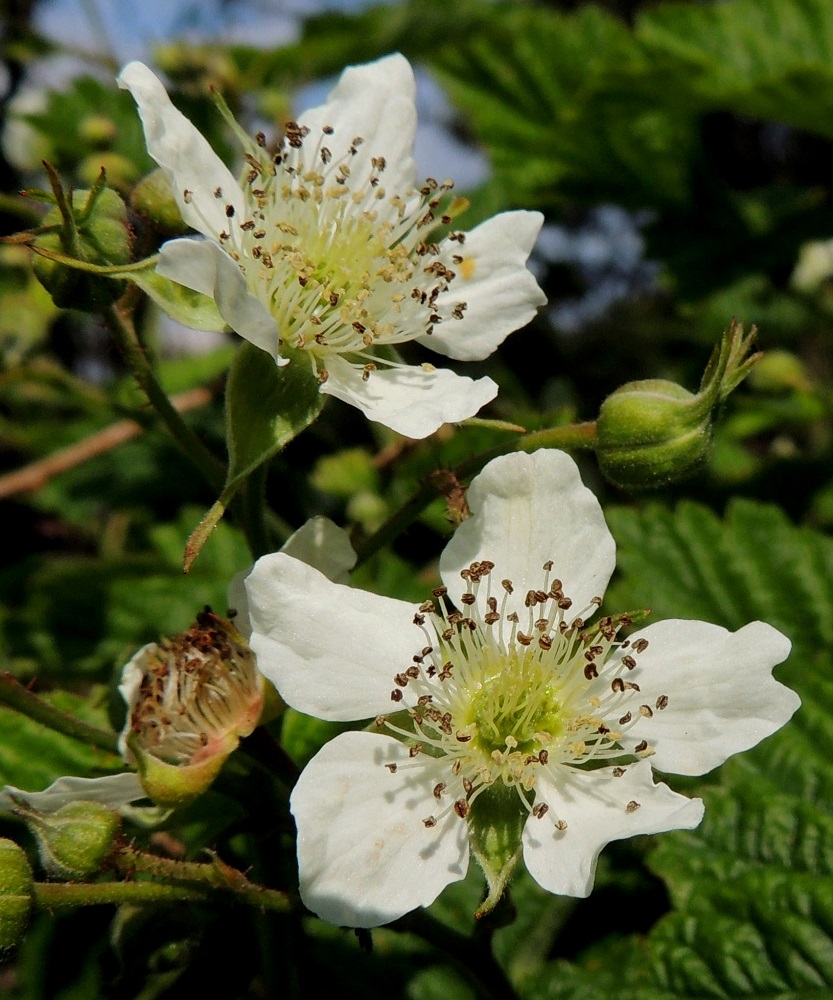 Rubus caesius – sinivatukka | Pohjolan kasvien pauloissa