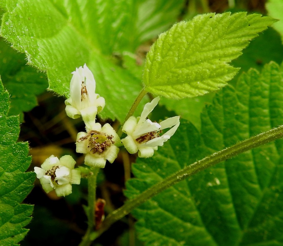Rubus saxatilis – lillukka, euroopanlillukka | Pohjolan kasvien pauloissa