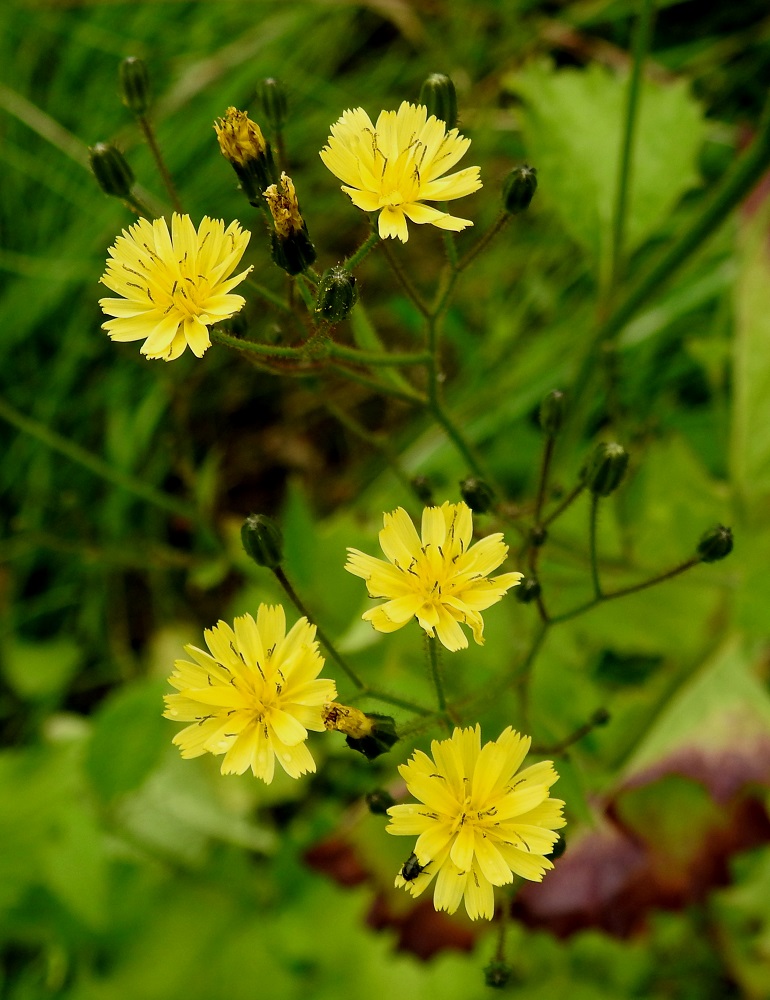 Lapsana communis – linnunkaali | Pohjolan kasvien pauloissa