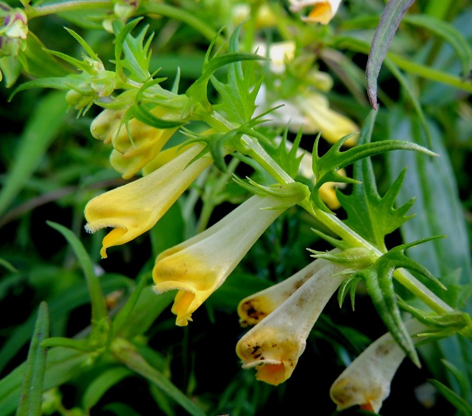 Melampyrum pratense – kangasmaitikka | Pohjolan kasvien pauloissa