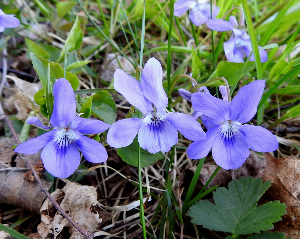 Viola reichenbachiana x riviniana – pyökkiorvokki x metsäorvokki ...