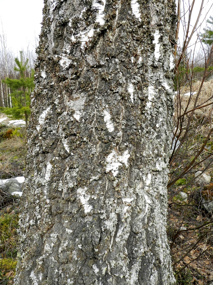 Betula pendula – rauduskoivu | Pohjolan kasvien pauloissa