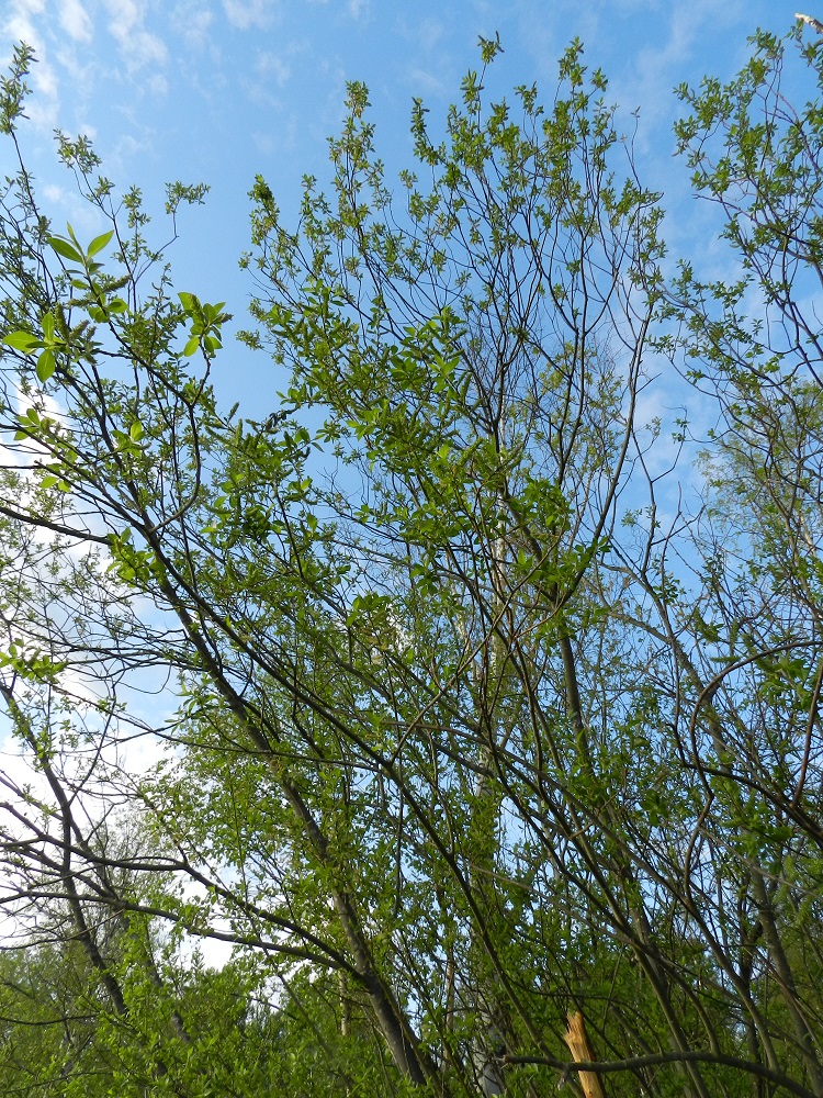 Salix myrsinifolia subsp. myrsinifolia – mustuvapaju subsp ...