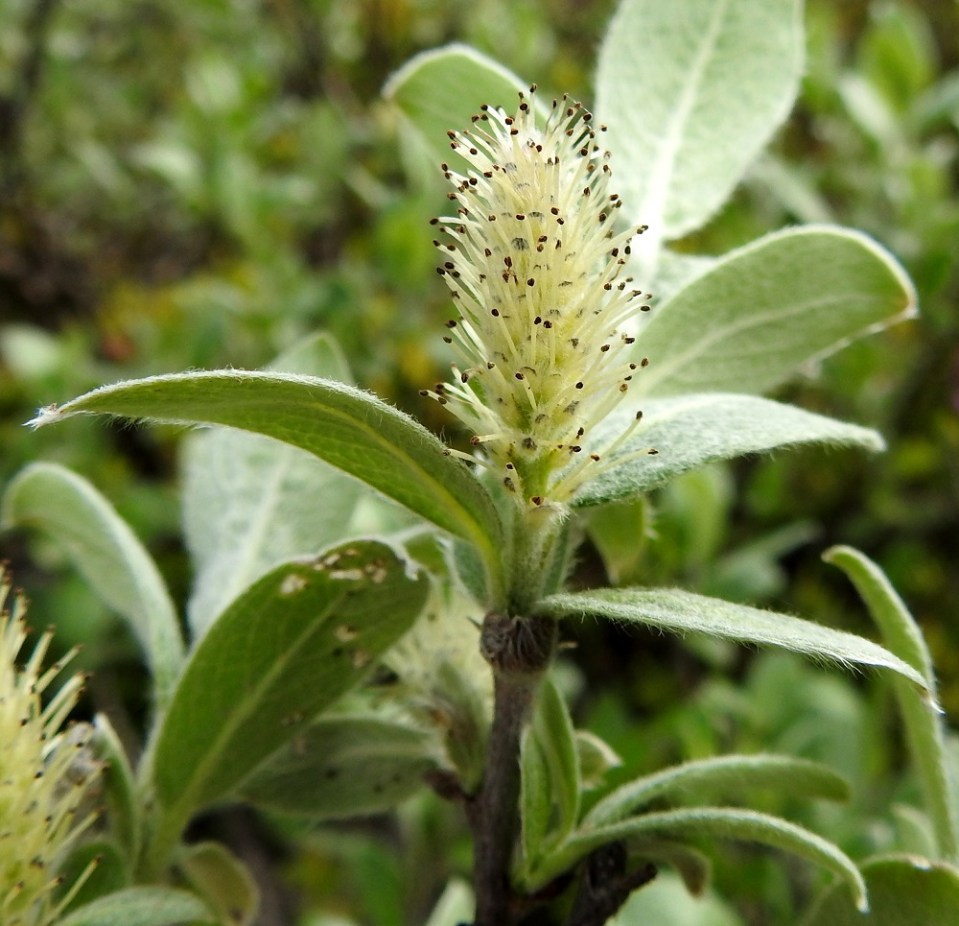 Salix glauca subsp. glauca – tunturipaju subsp. norotunturipaju ...