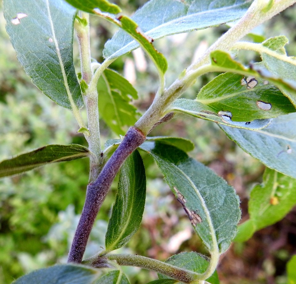 Salix myrsinifolia subsp. borealis – mustuvapaju subsp ...