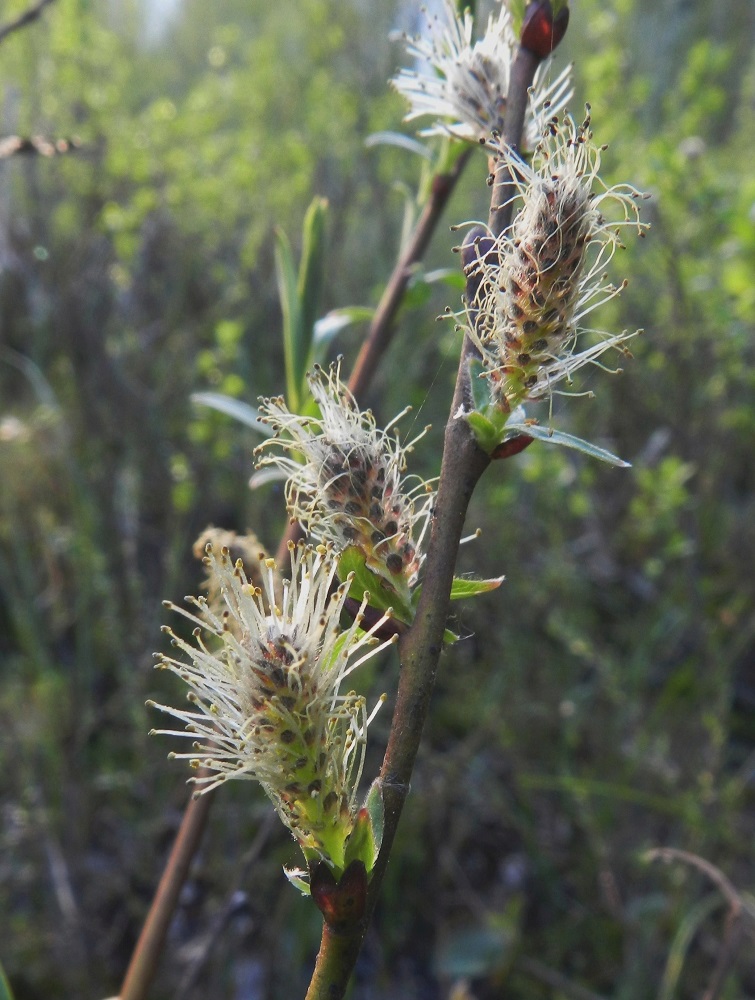 Salix repens subsp. rosmarinifolia – siropaju subsp. kaitasiropaju ...