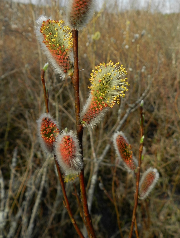 Salix phylicifolia – kiiltopaju | Pohjolan kasvien pauloissa