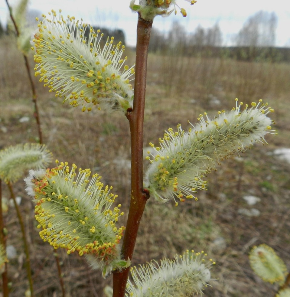 Salix phylicifolia – kiiltopaju | Pohjolan kasvien pauloissa